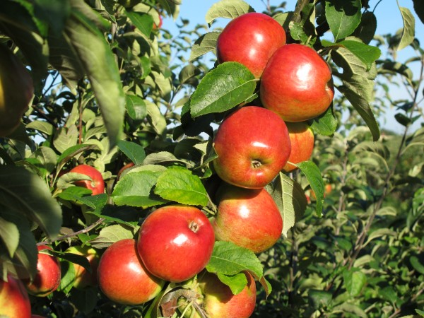 Obsthof Cordes || Willkommen!